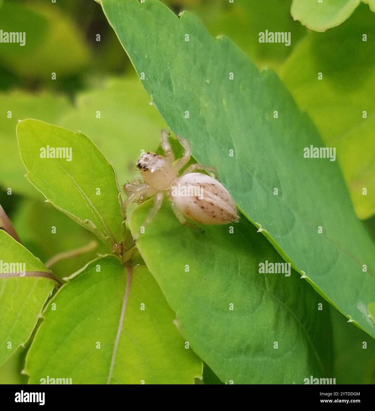 Colonus sylvanus hi-res stock photography and images - Alamy