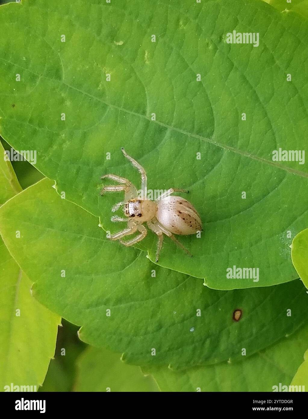 Sylvan Jumping Spider (Colonus sylvanus Stock Photo - Alamy