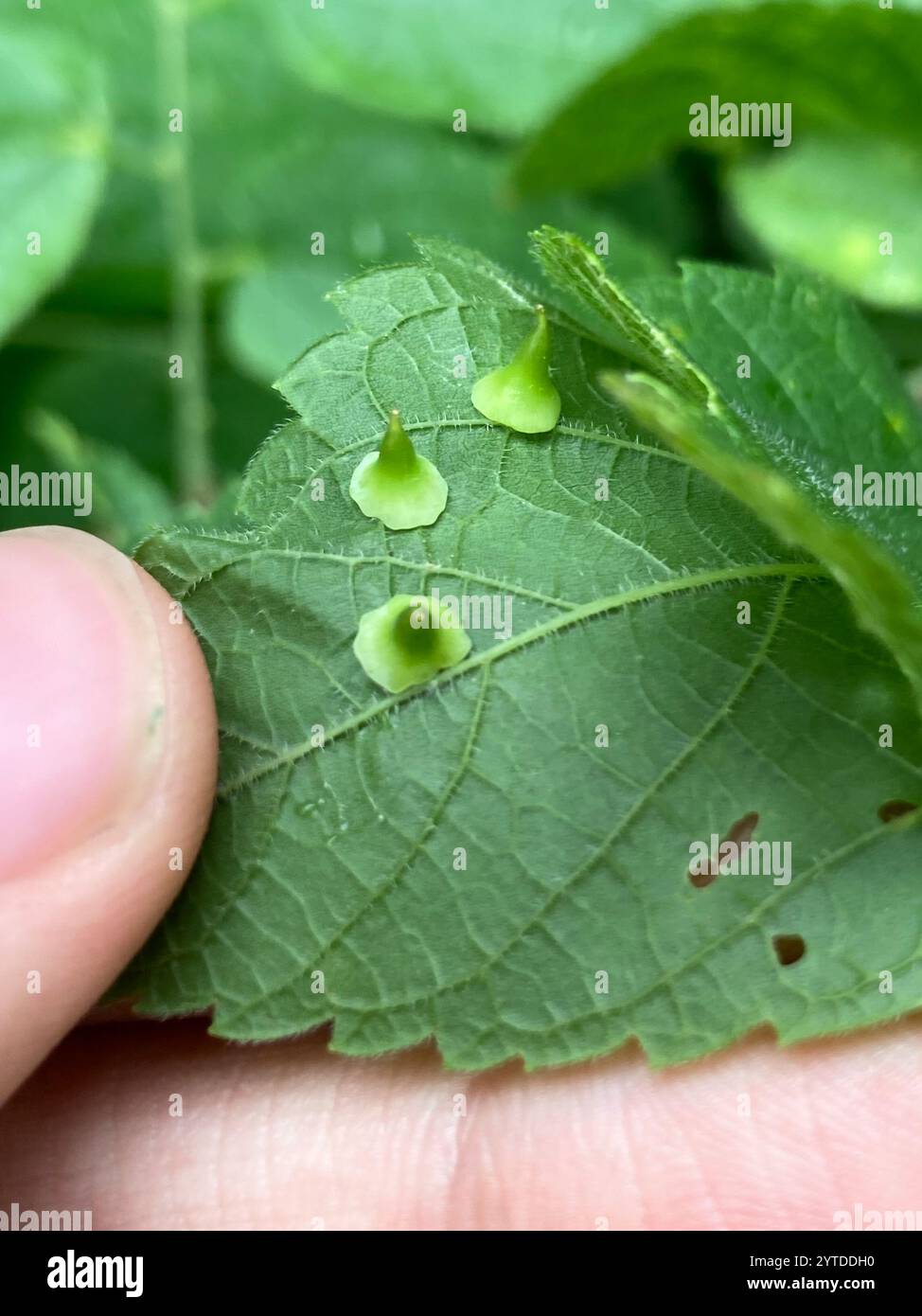 Hackberry Thorn Gall Midge (Celticecis spiniformis Stock Photo - Alamy