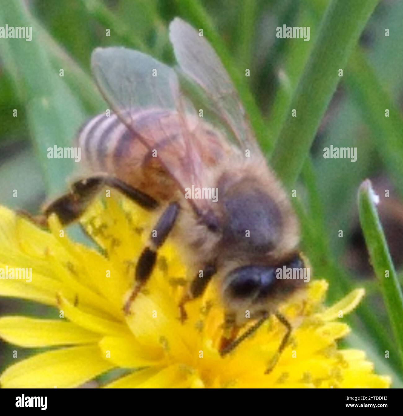 Western Honey Bee (Apis mellifera Stock Photo - Alamy