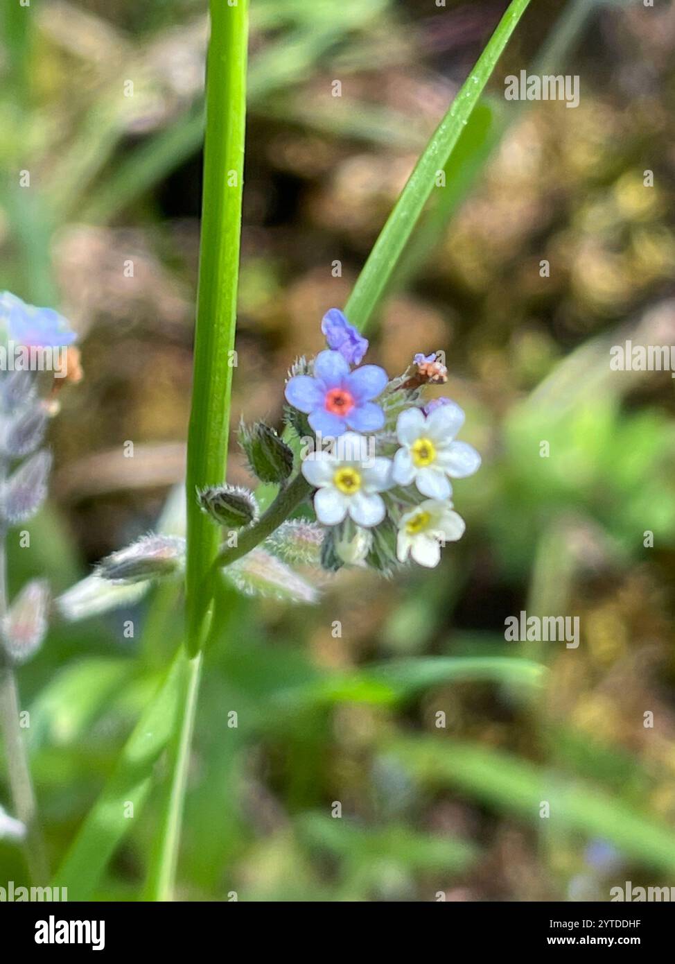 Changing Forget-me-not (Myosotis discolor Stock Photo - Alamy