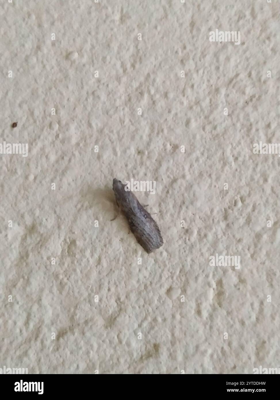 Theresian Moth (Lamoria anella Stock Photo - Alamy