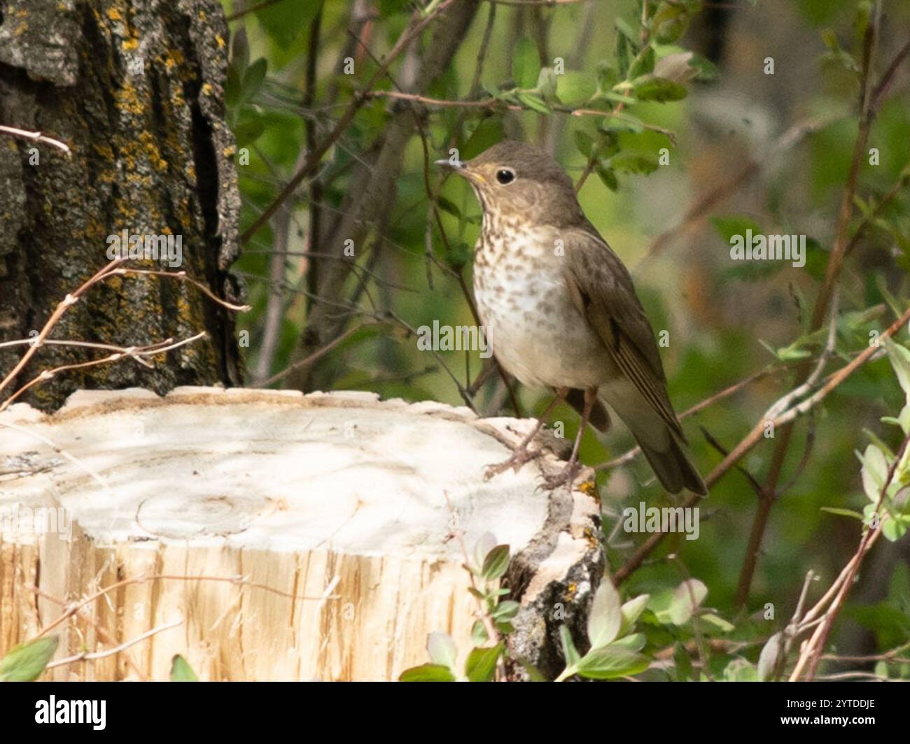 Swainson's Thrush (Catharus ustulatus Stock Photo - Alamy