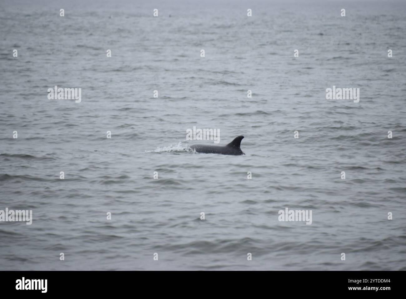 Oceanic Dolphins and Porpoises (Delphinoidea Stock Photo - Alamy