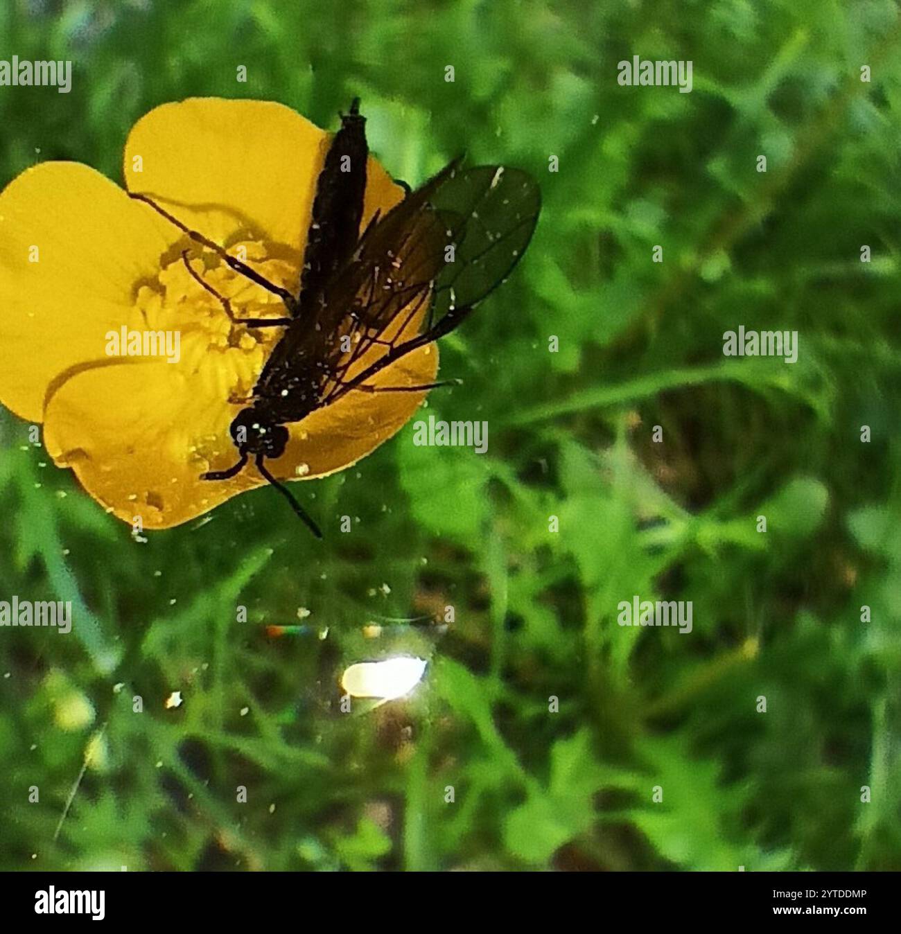Stem Sawflies (Cephidae Stock Photo - Alamy