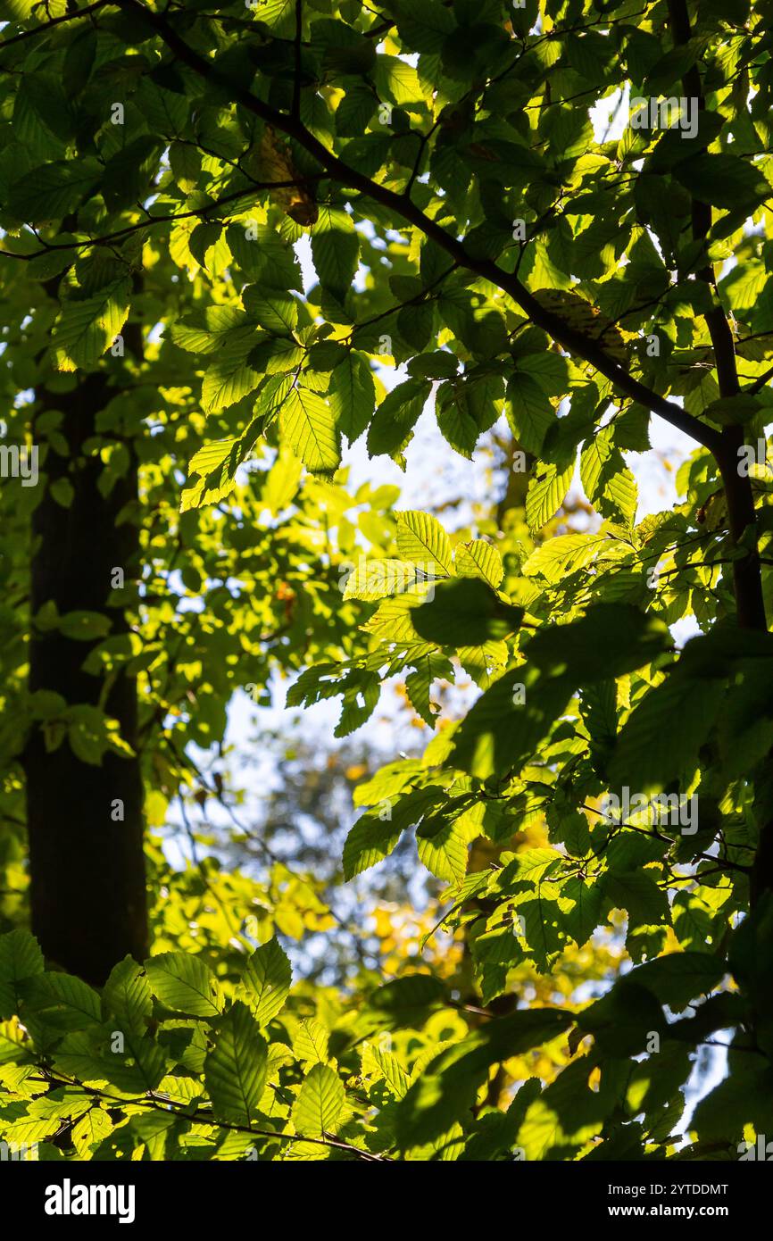 Leaves with prominent veins hi-res stock photography and images - Alamy