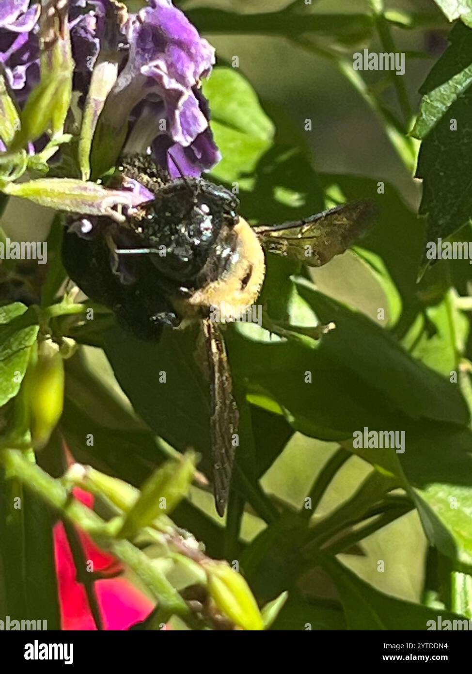 Virginia Carpenter Bee (Xylocopa virginica virginica Stock Photo - Alamy