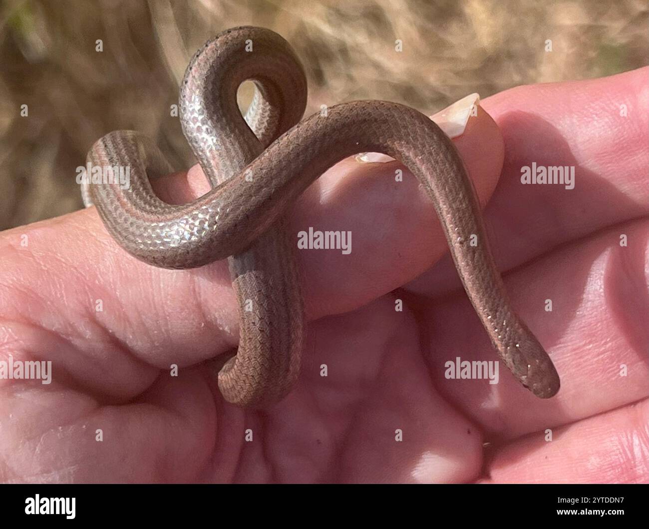Sharp-tailed Snake (Contia tenuis Stock Photo - Alamy