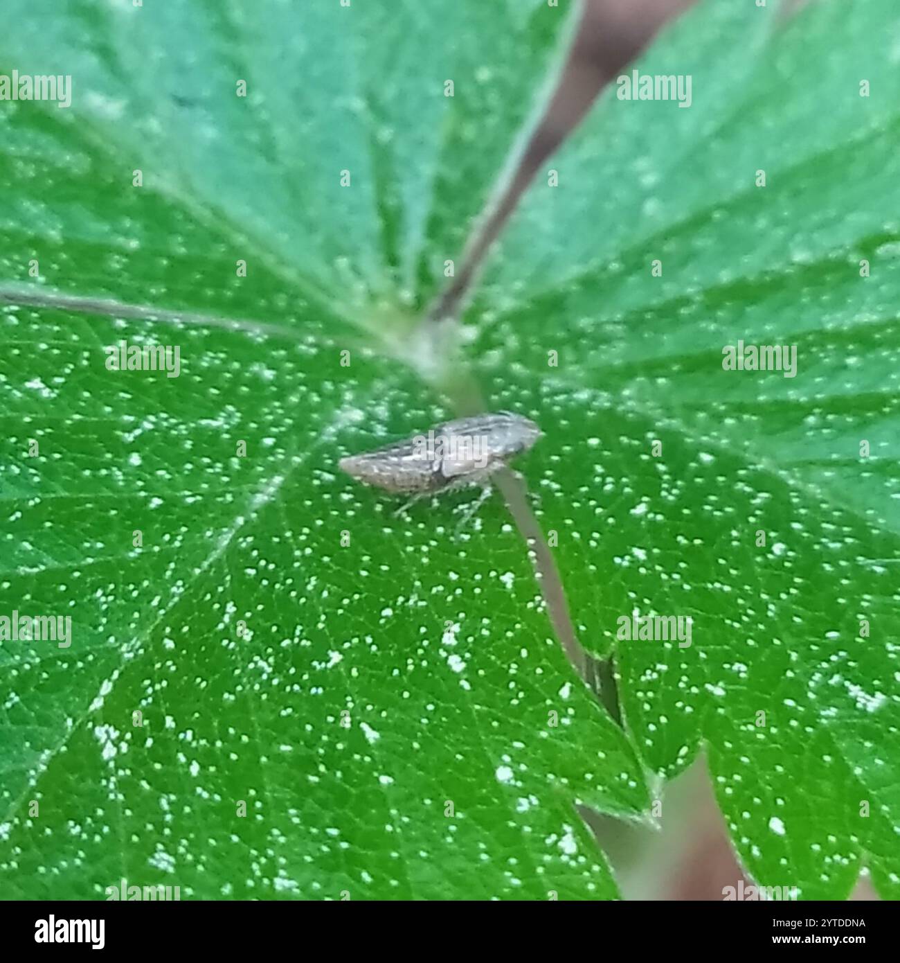 Typical Leafhoppers (Cicadellidae Stock Photo - Alamy