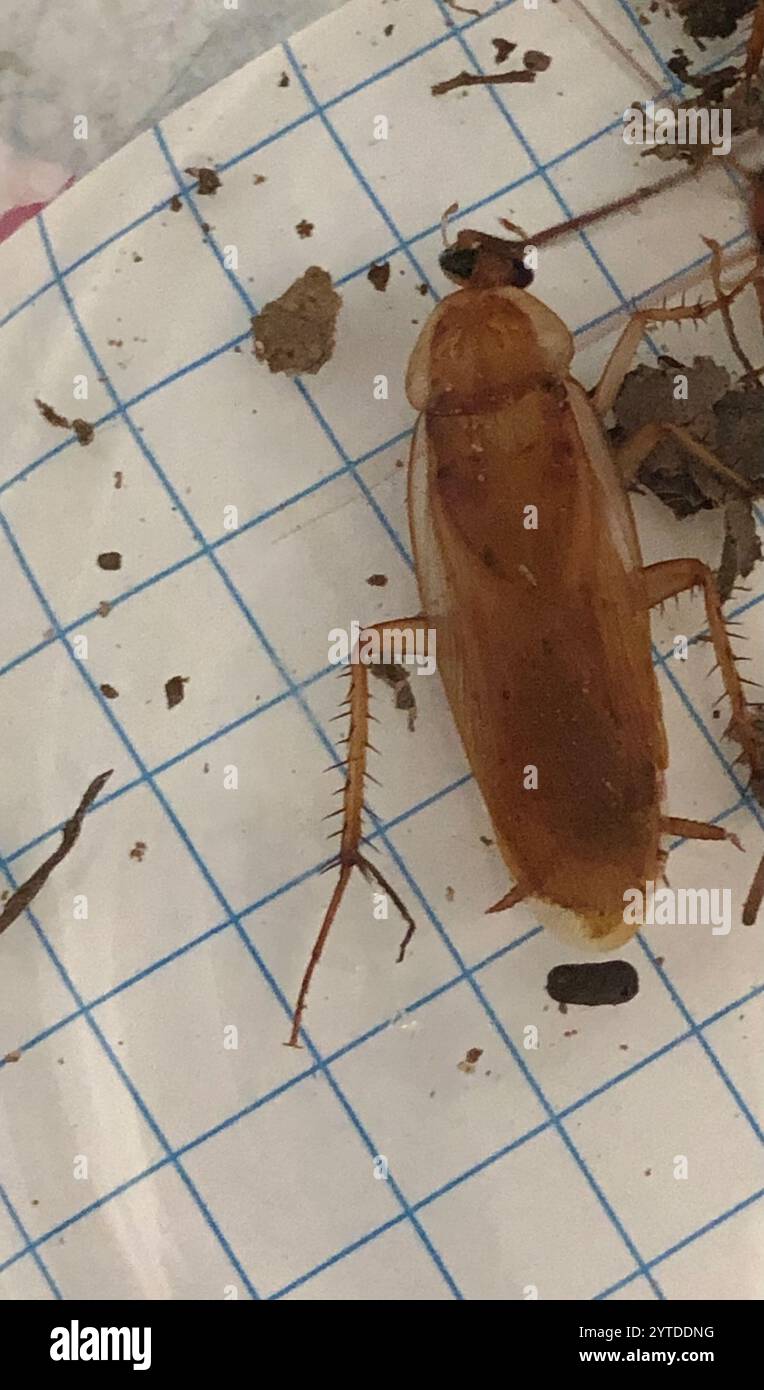 Turkestan Cockroach (Periplaneta lateralis Stock Photo - Alamy