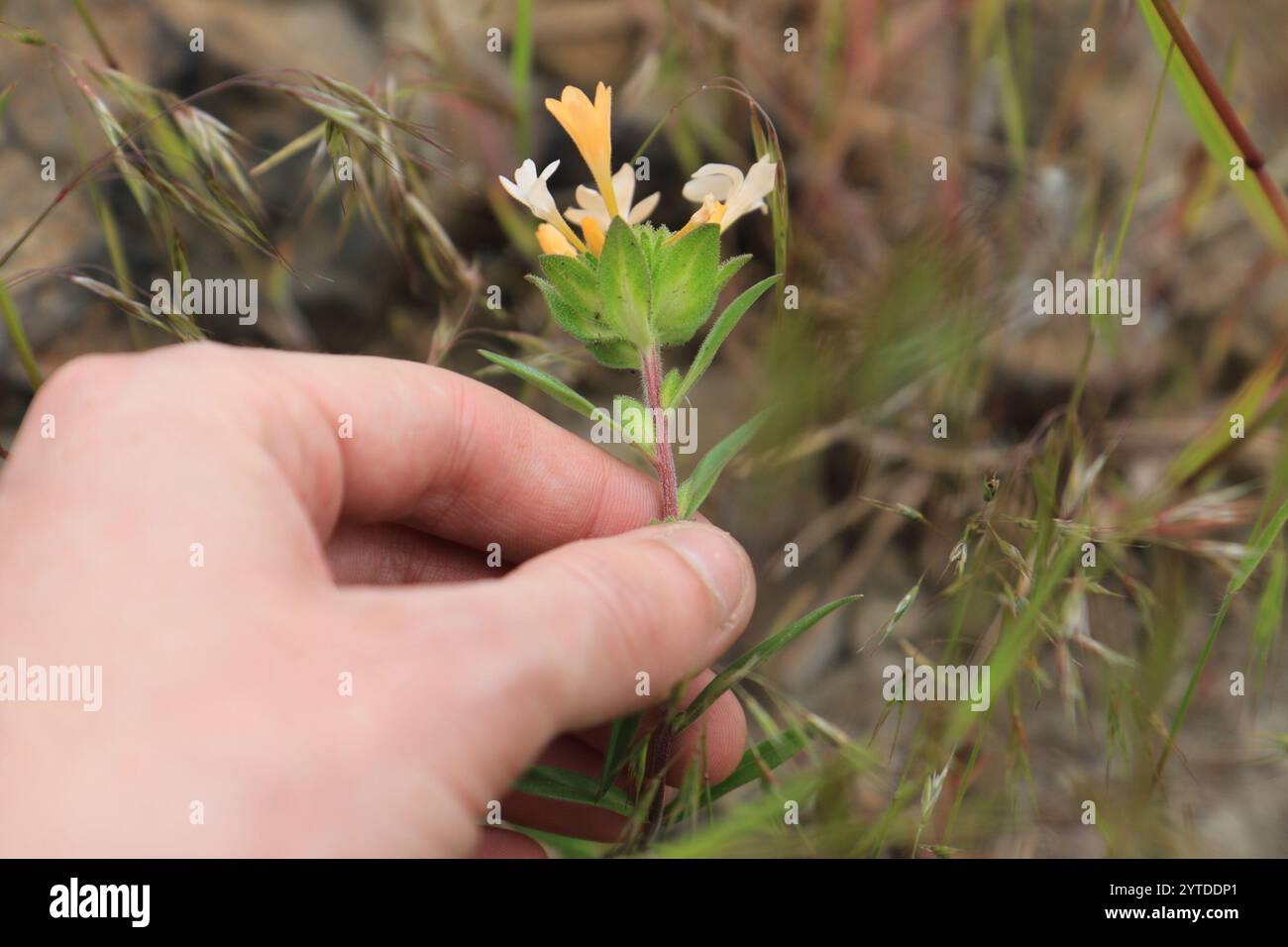 grand collomia (Collomia grandiflora Stock Photo - Alamy