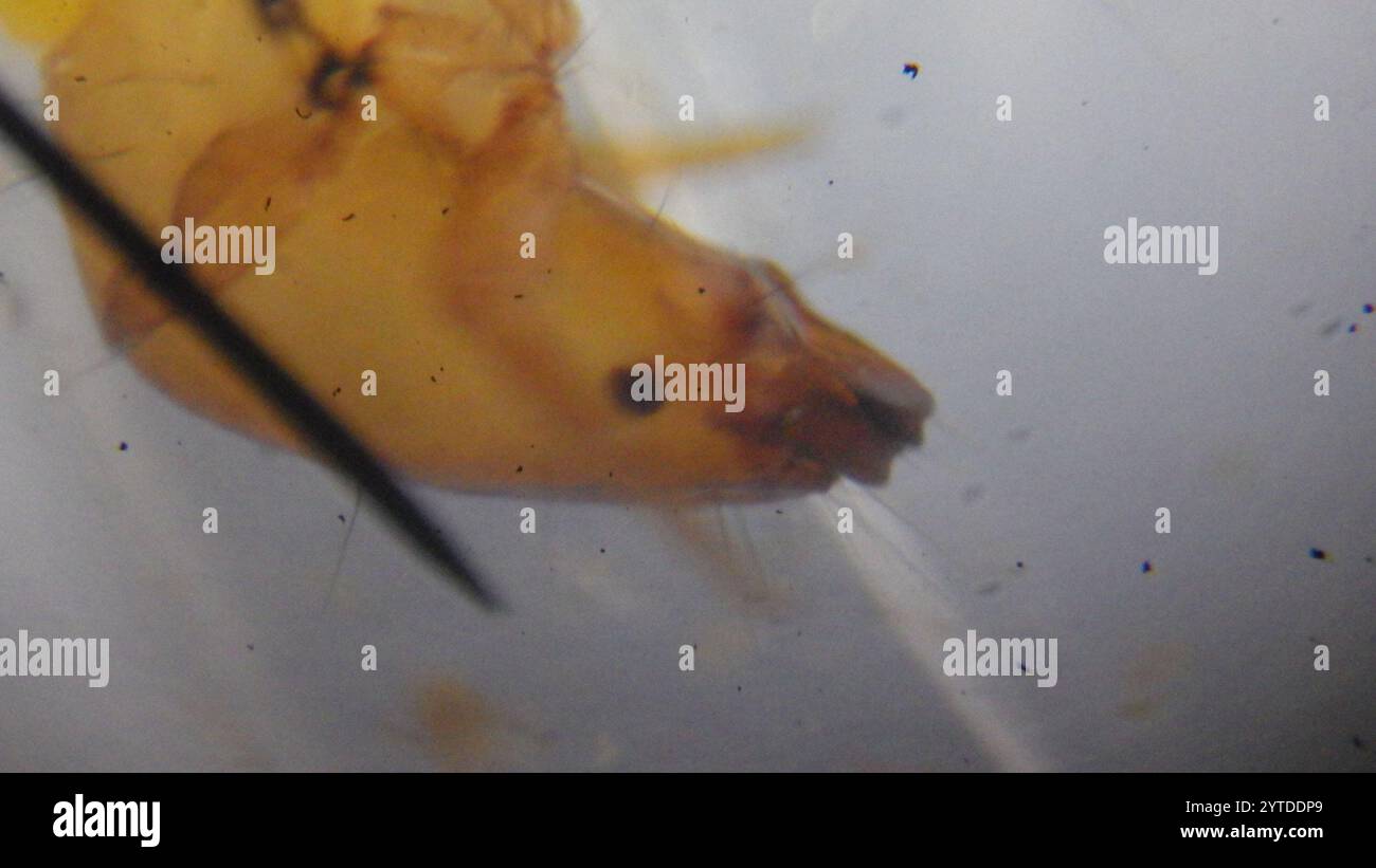 Little Black Caddisflies (Chimarra Stock Photo - Alamy