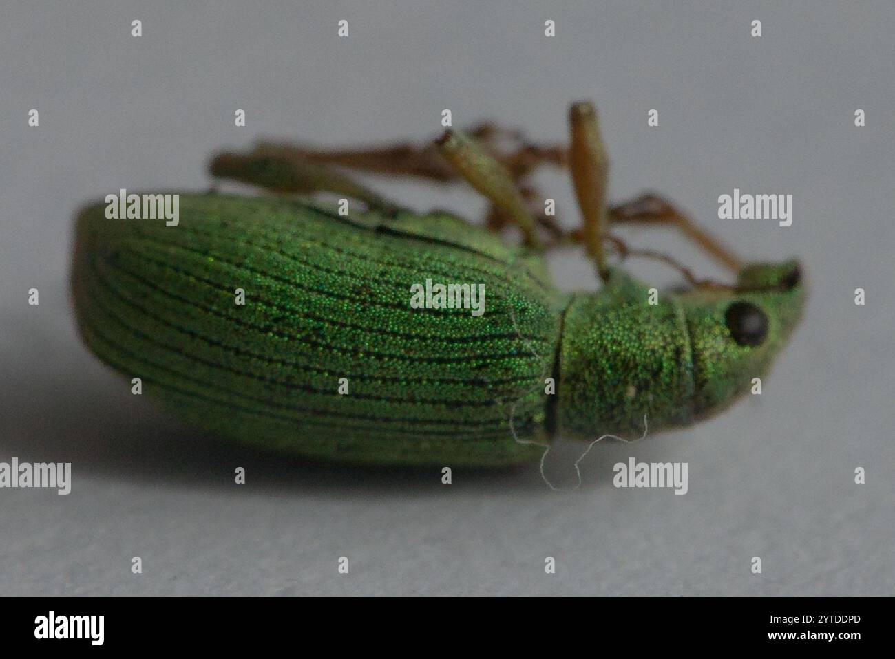Green Immigrant Leaf Weevil (Polydrusus formosus Stock Photo - Alamy