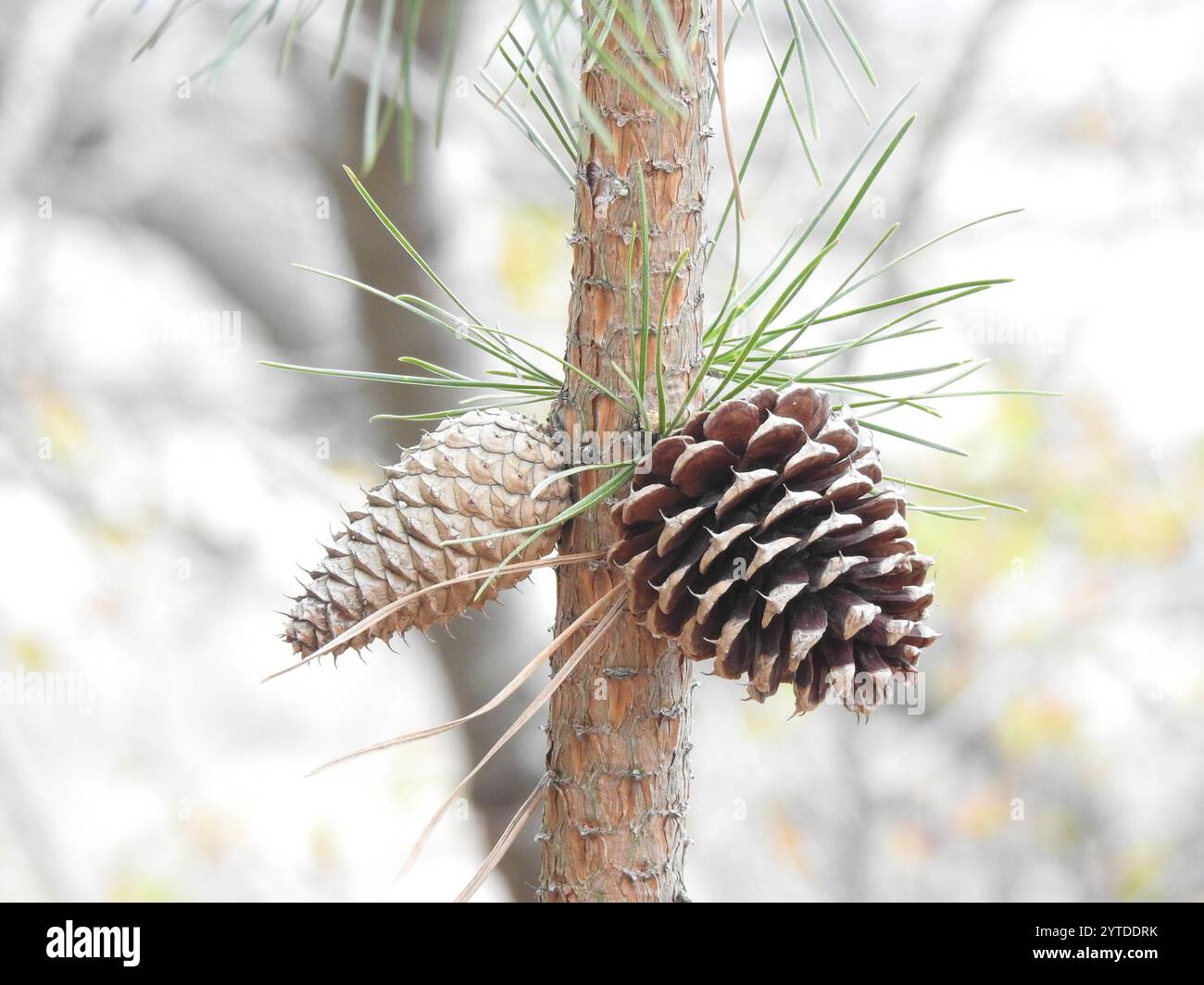 pitch pine (Pinus rigida Stock Photo - Alamy