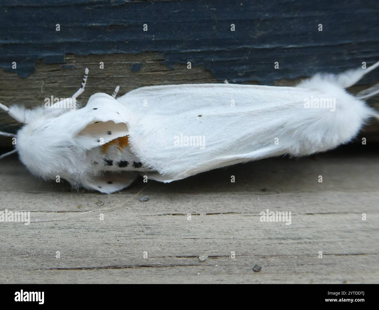 Virginian Tiger Moth (Spilosoma virginica Stock Photo - Alamy