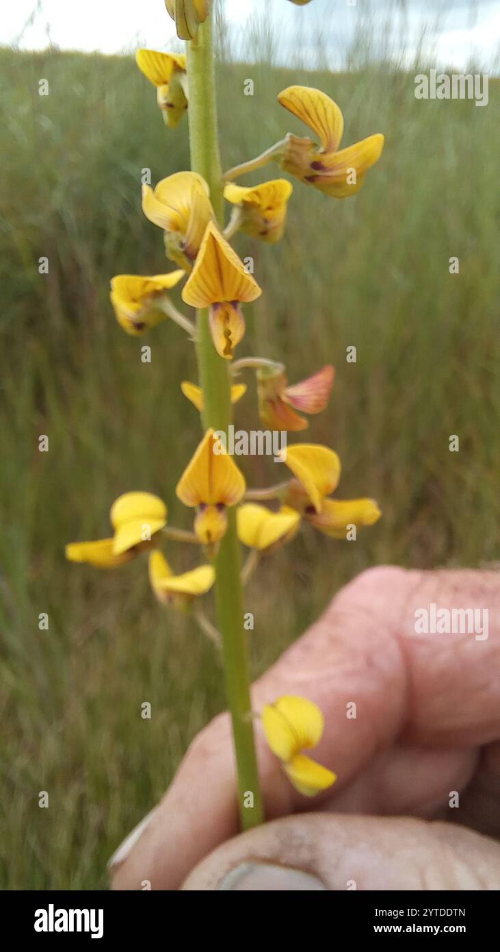 lanceleaf rattlebox (Crotalaria lanceolata Stock Photo - Alamy