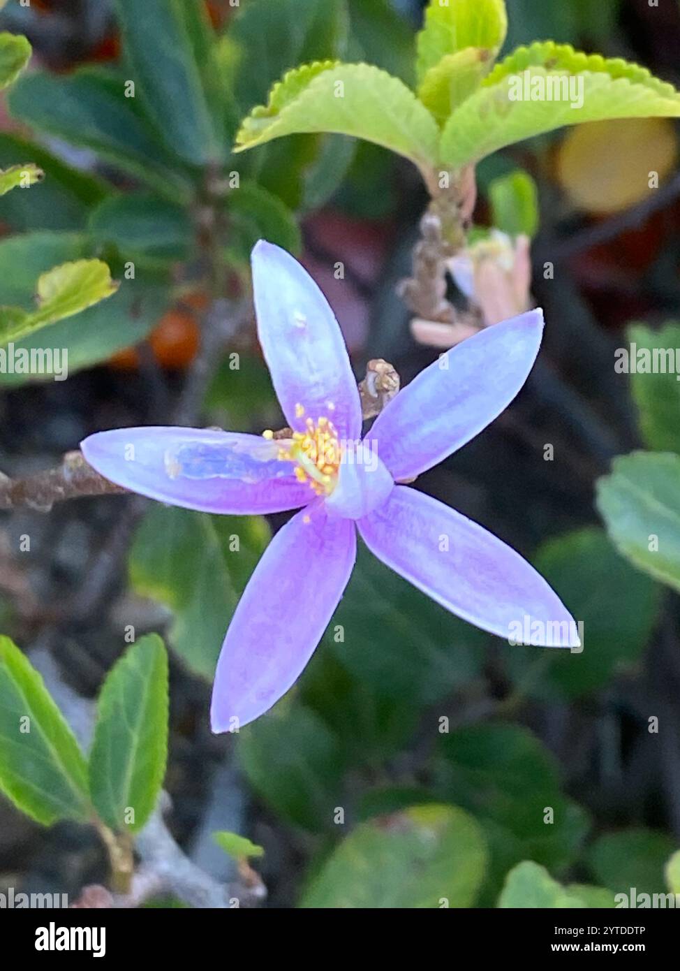 Crossberry grewia occidentalis hi-res stock photography and images - Alamy