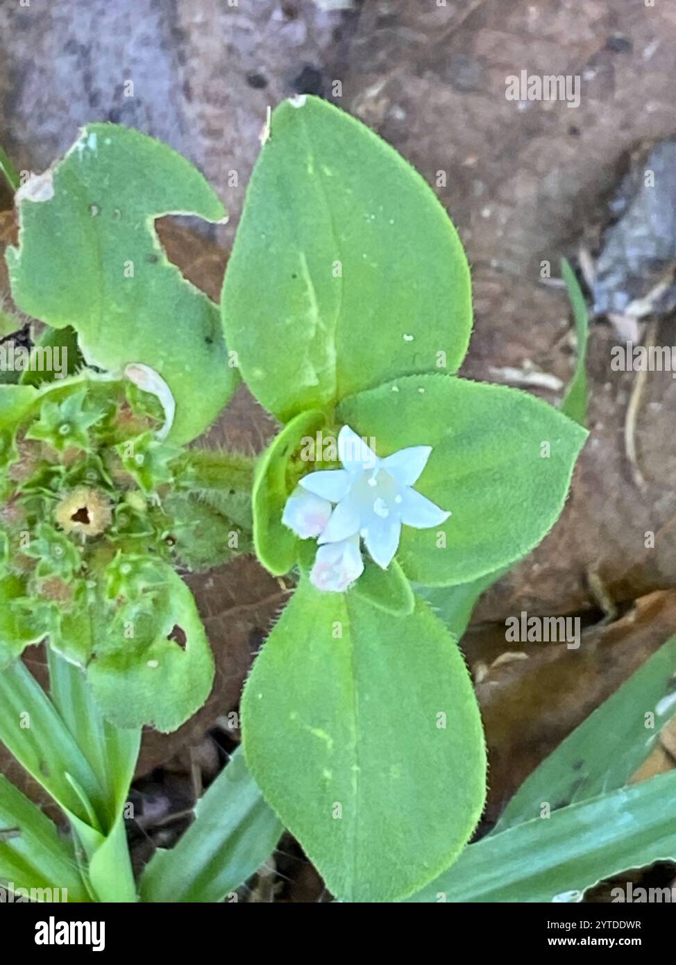 Tropical Mexican Clover (Richardia brasiliensis Stock Photo - Alamy