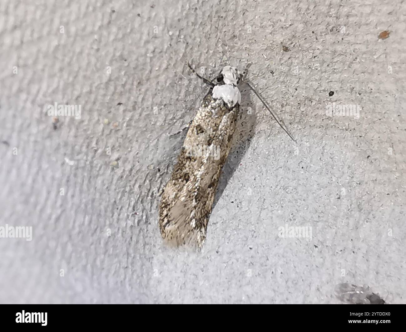 White-shouldered House Moth (Endrosis sarcitrella Stock Photo - Alamy