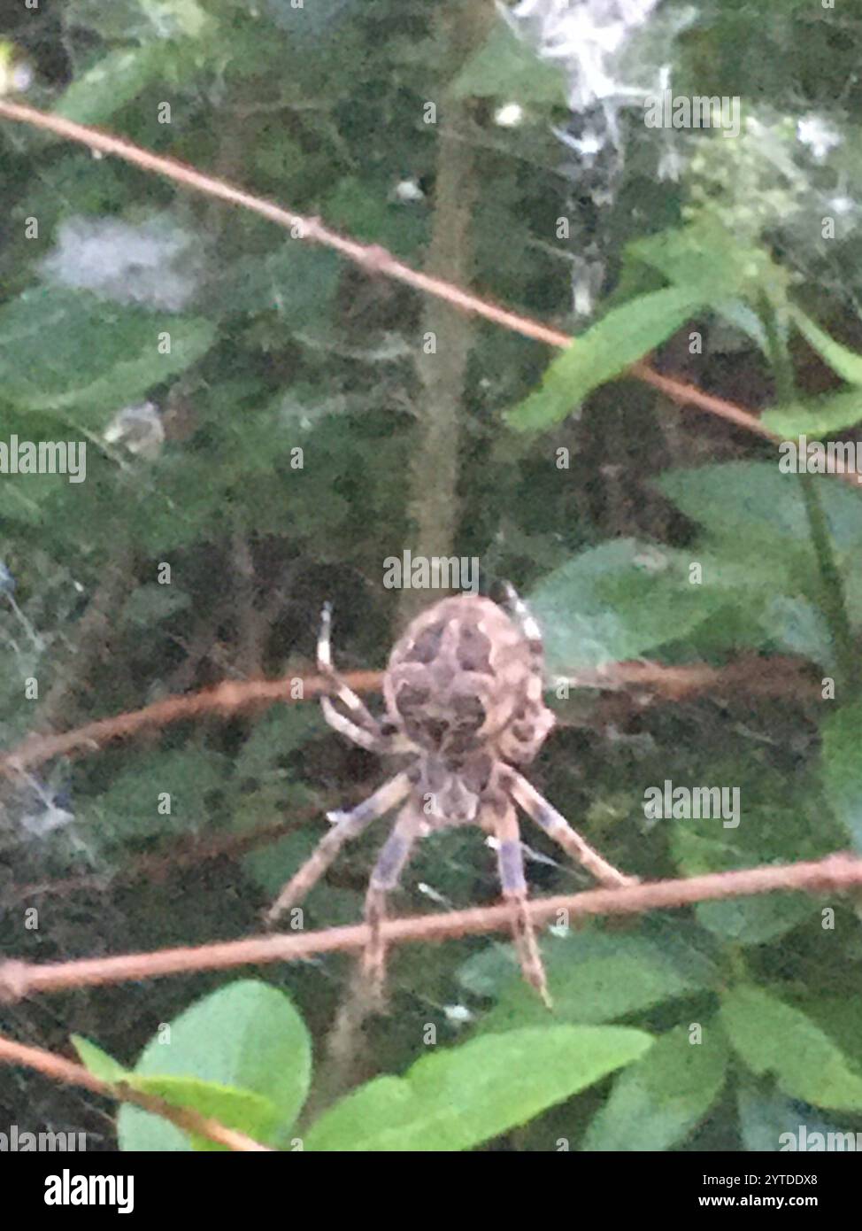 Grey Cross Spider (Larinioides sclopetarius Stock Photo - Alamy
