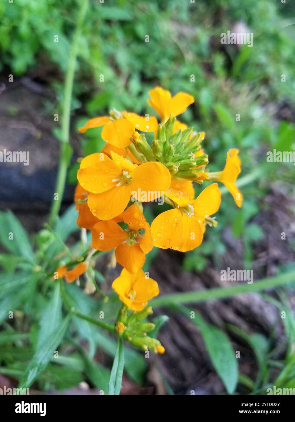 Western Wallflower (Erysimum capitatum Stock Photo - Alamy