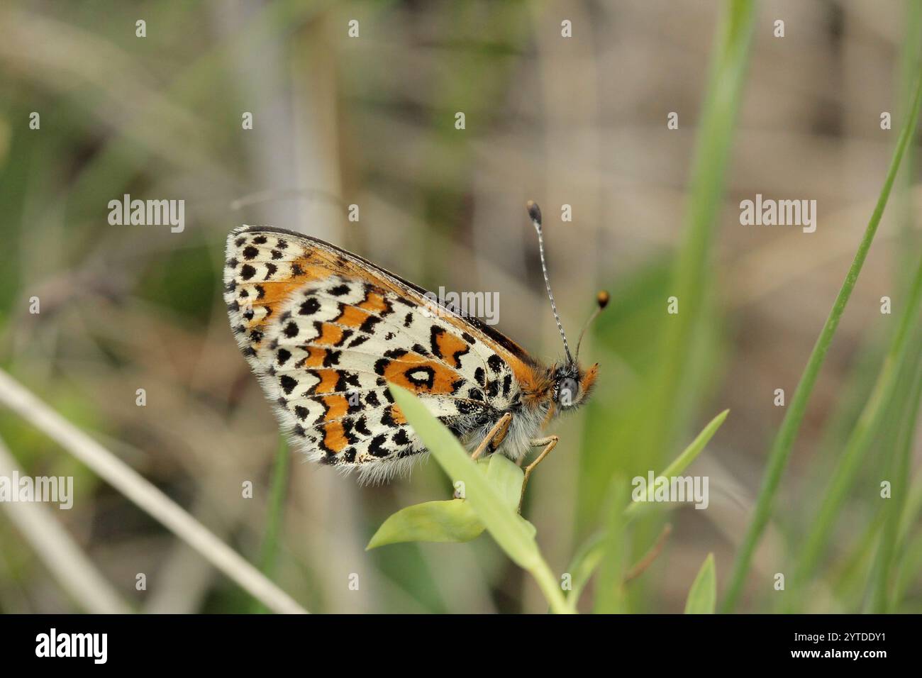 Lesser Spotted Fritillary (Melitaea trivia Stock Photo - Alamy