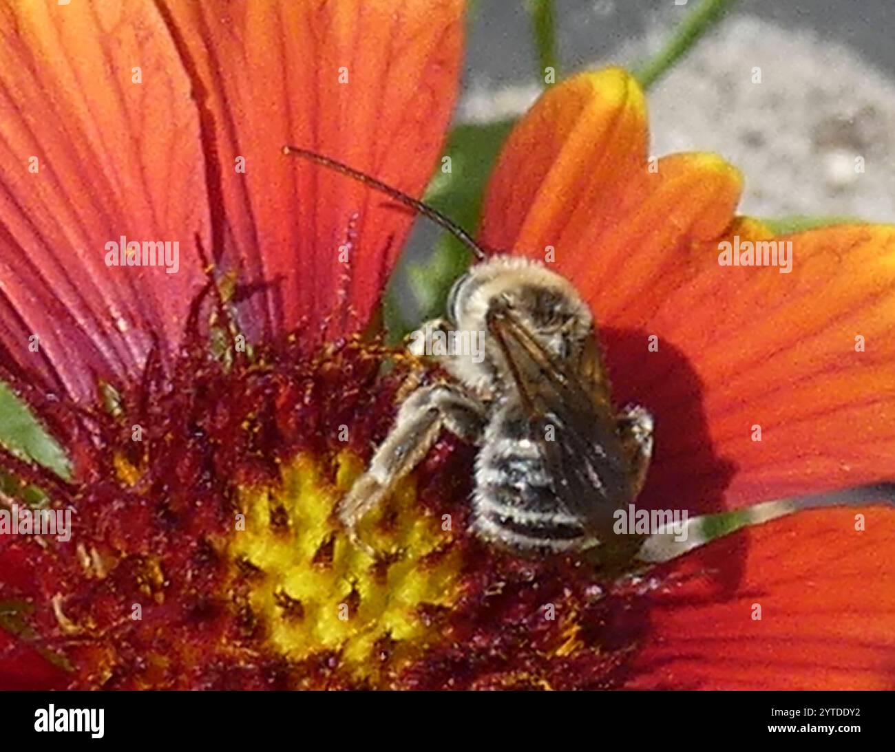 Longhorn bee hi-res stock photography and images - Alamy