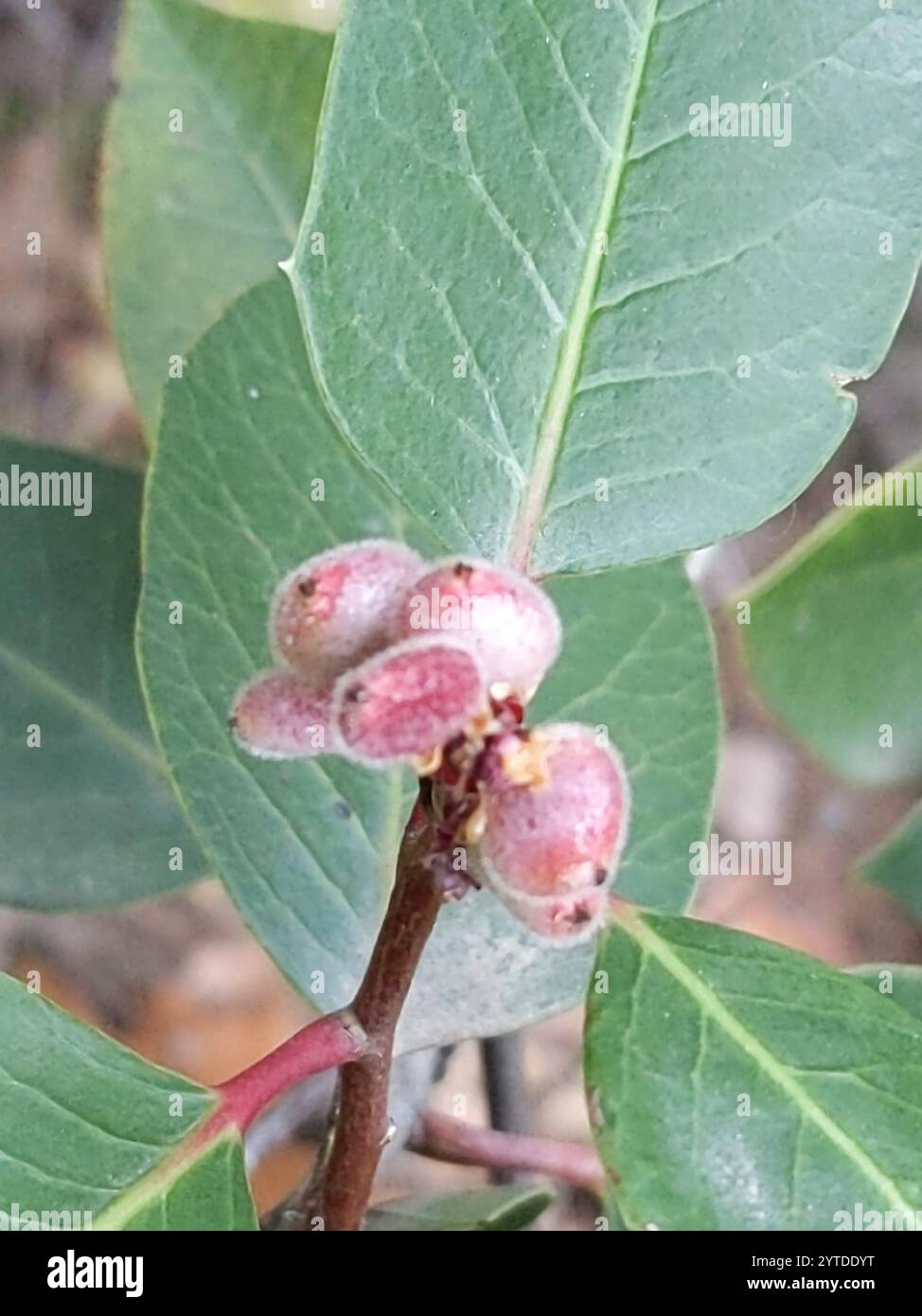 sugar bush × lemonade berry hybrid (Rhus integrifolia × ovata Stock ...