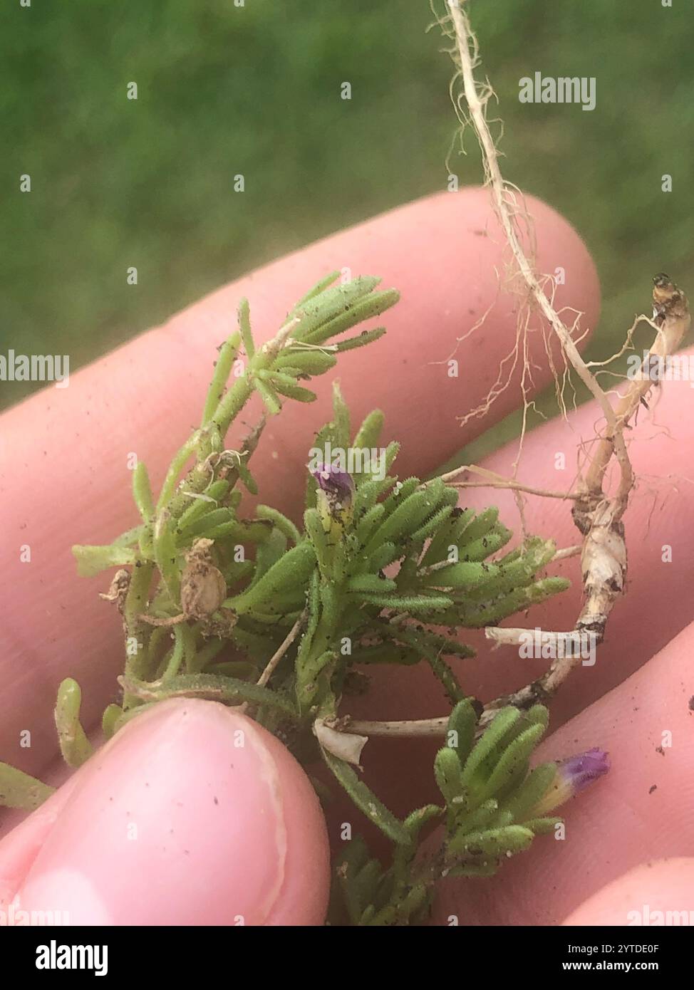 seaside petunia (Calibrachoa parviflora Stock Photo - Alamy