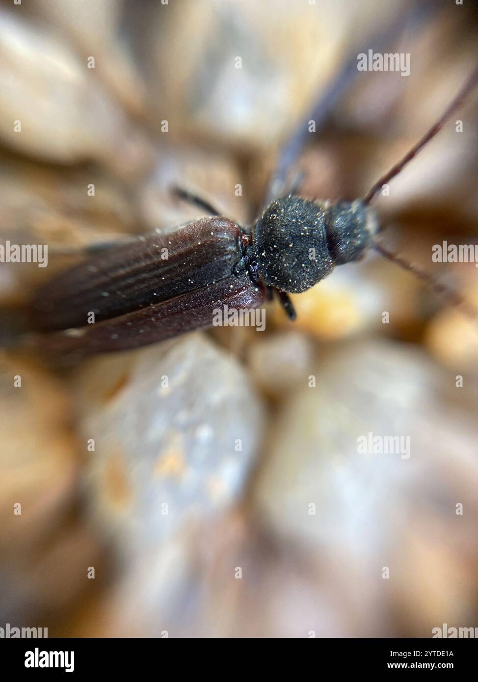 Asemum striatum hi-res stock photography and images - Alamy