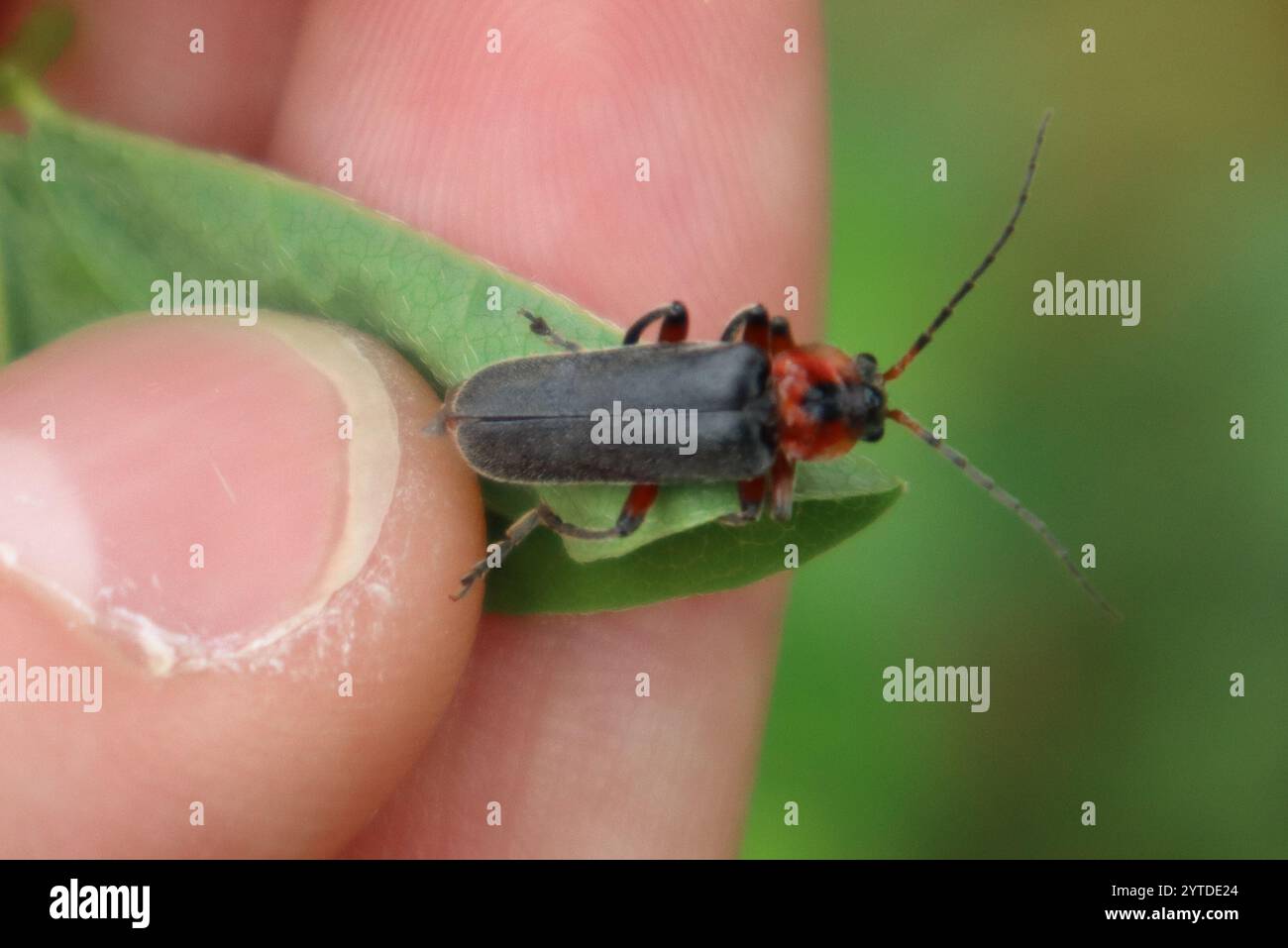 Rustic Sailor Beetle (Cantharis rustica Stock Photo - Alamy