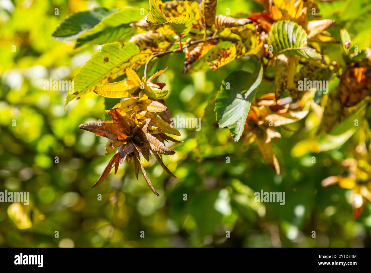 Drooping fruit hi-res stock photography and images - Alamy