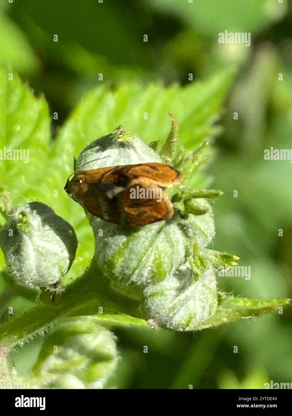 Brindled Tortrix (Ptycholoma lecheana Stock Photo - Alamy