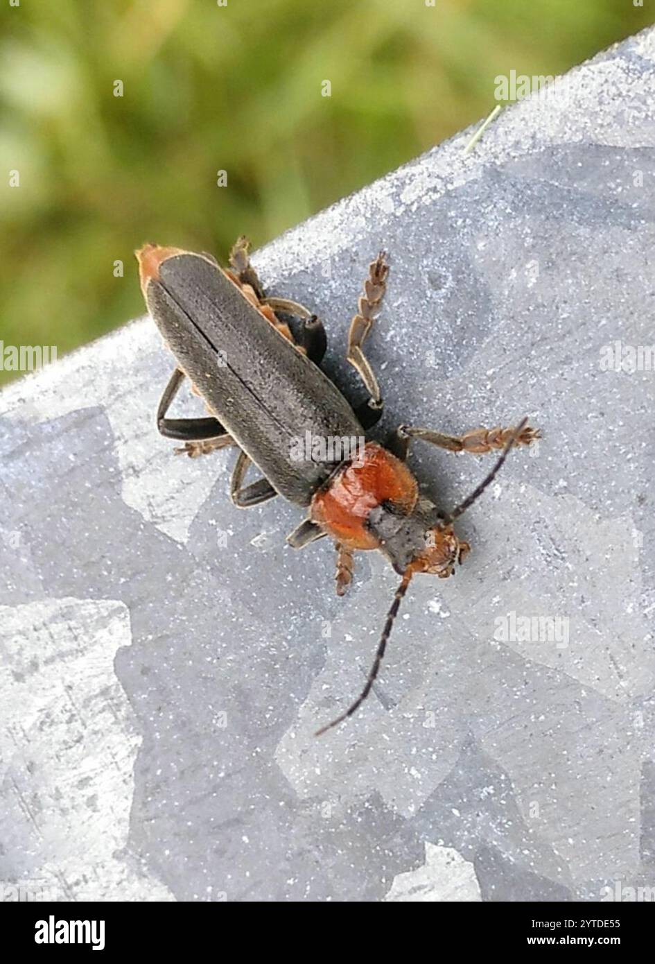 Dark Sailor Beetle (Cantharis fusca Stock Photo - Alamy