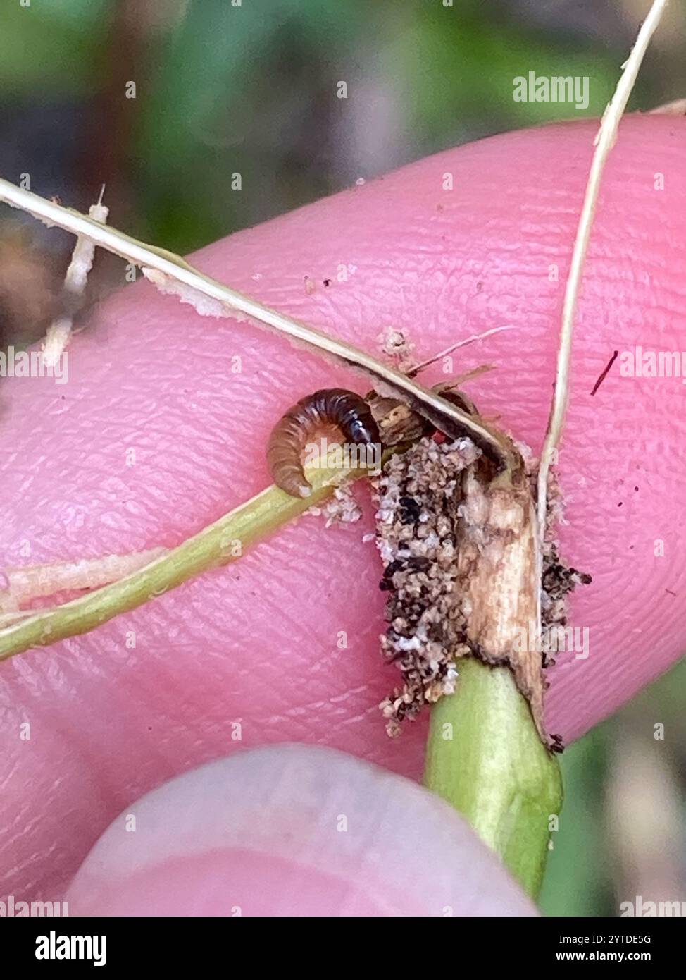 Amazon Queen Moth (Penthesilea difficilis Stock Photo - Alamy