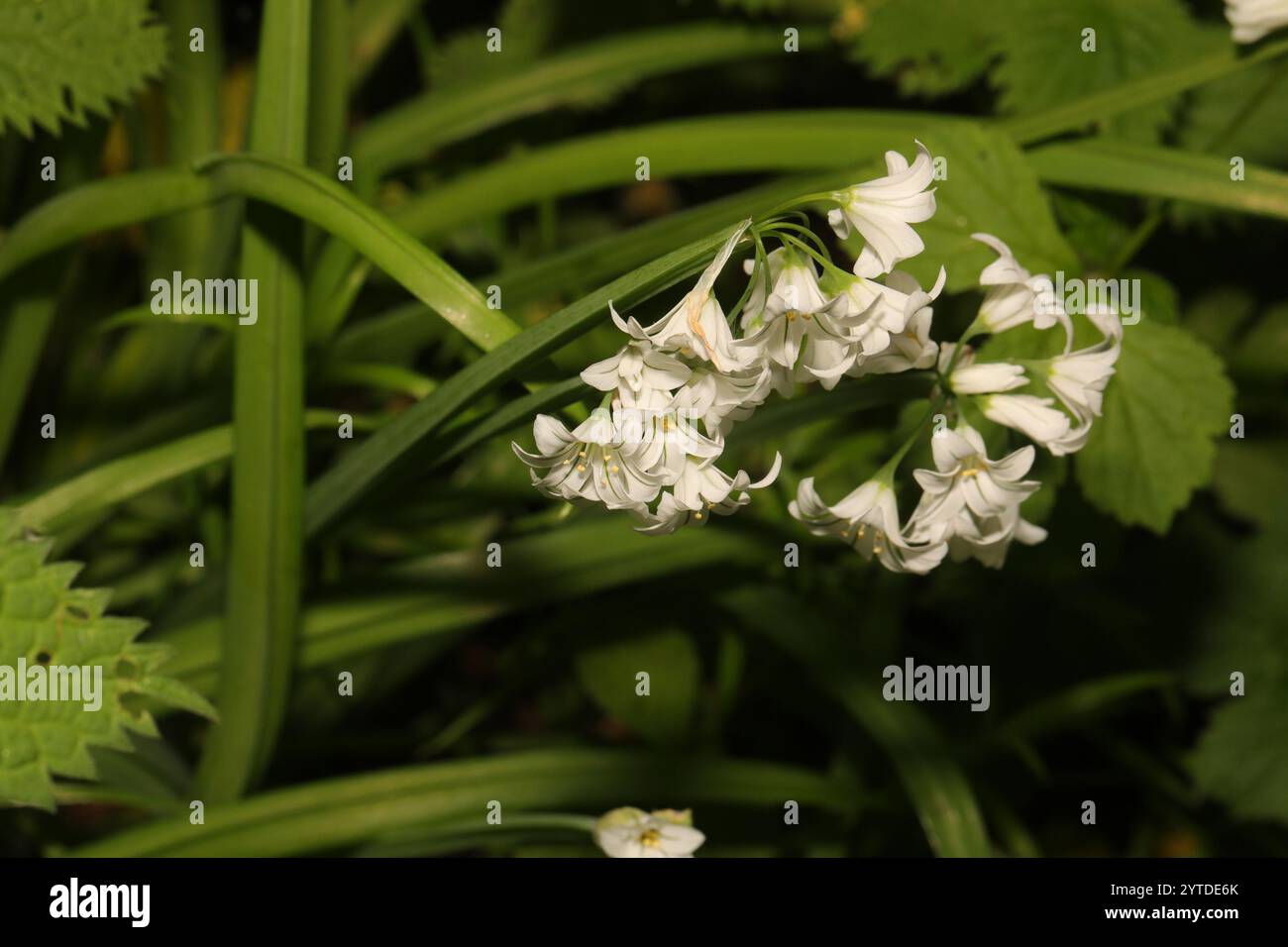 Three-cornered garlic (Allium triquetrum Stock Photo - Alamy