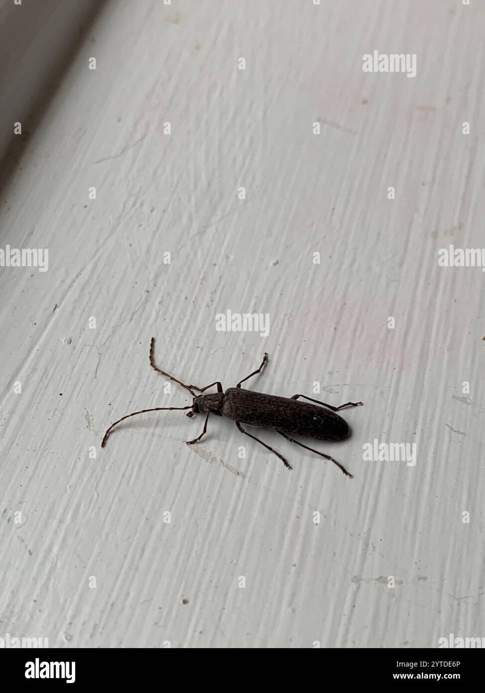 Angled False Blister Beetle (Calopus angustus Stock Photo - Alamy