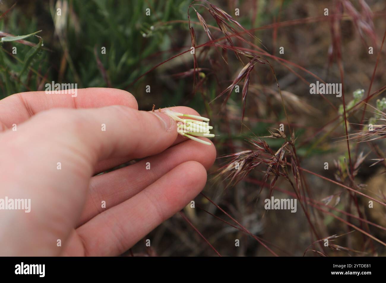 Modoc Hawksbeard (Crepis modocensis Stock Photo - Alamy