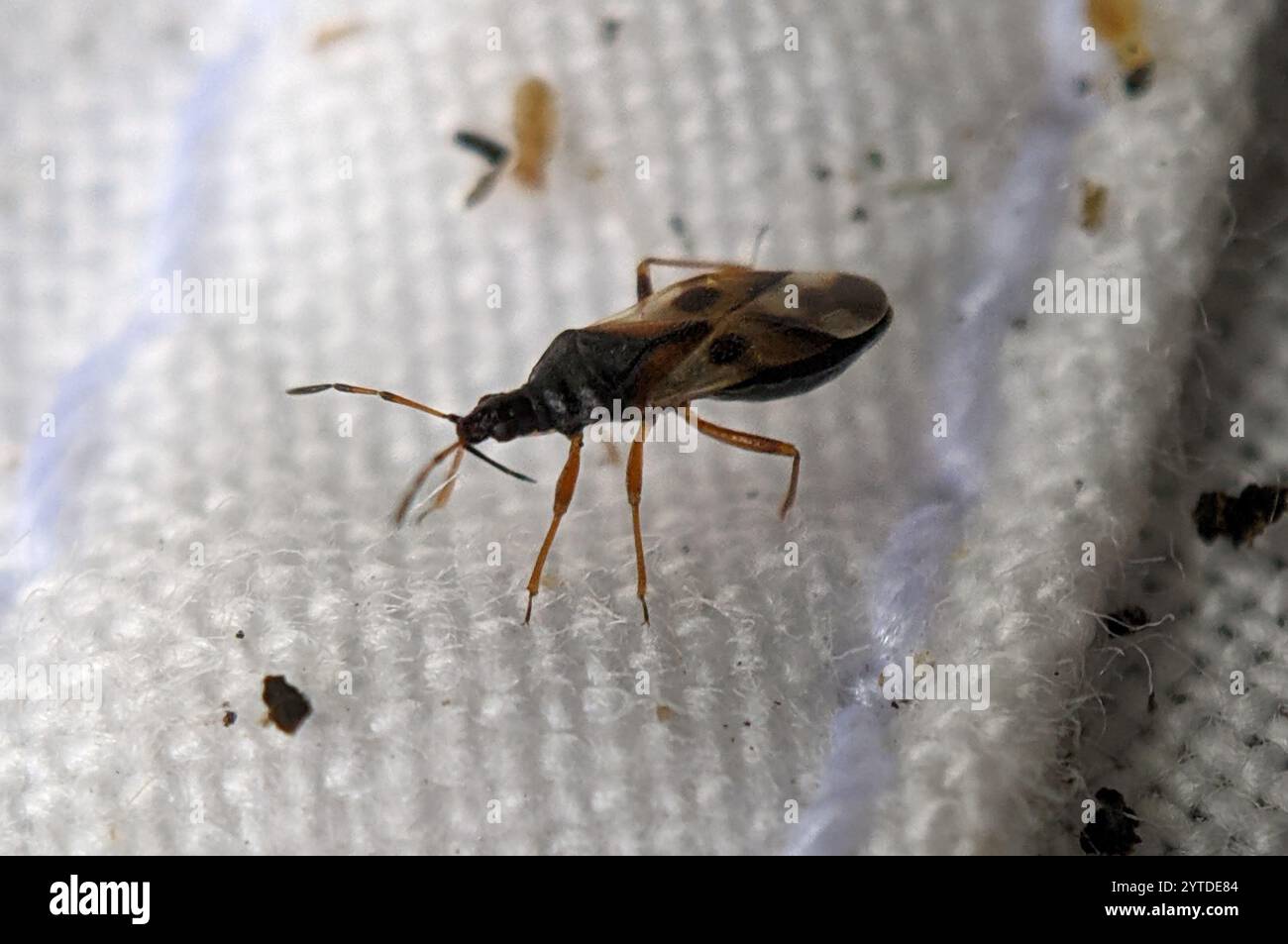 Common Flowerbug (Anthocoris nemorum Stock Photo - Alamy