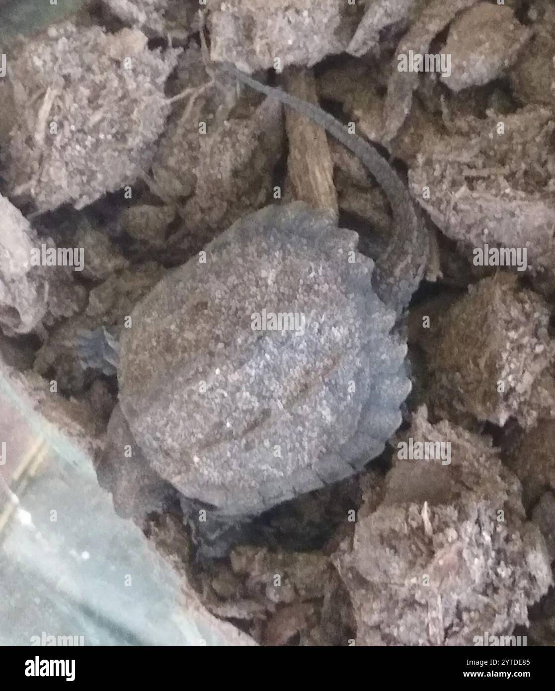 Common Snapping Turtle (Chelydra serpentina Stock Photo - Alamy