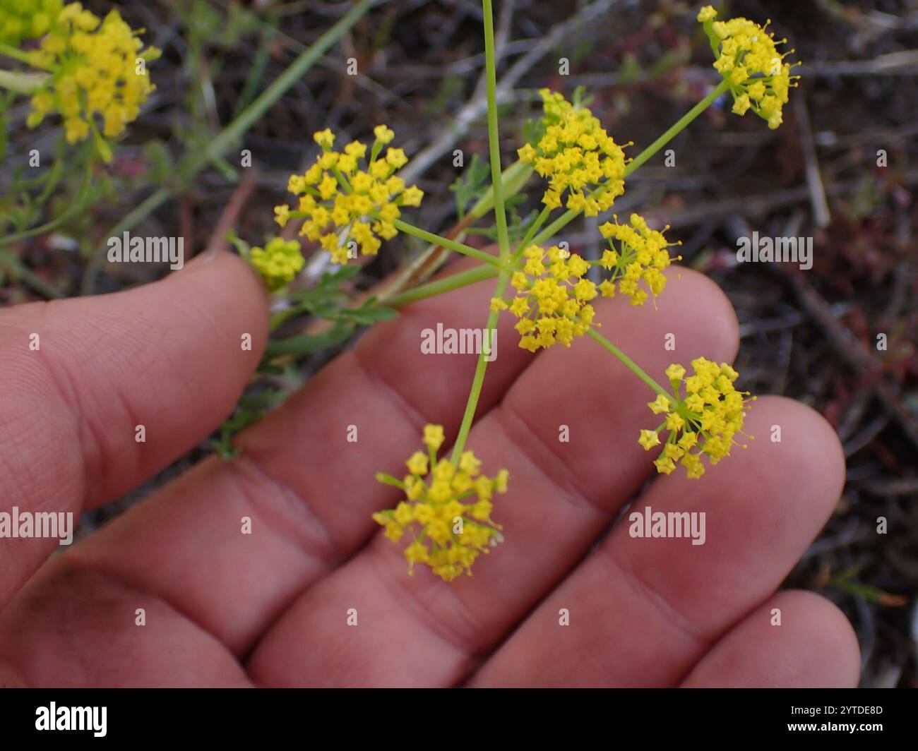 Wyeth Biscuitroot (Lomatium ambiguum Stock Photo - Alamy