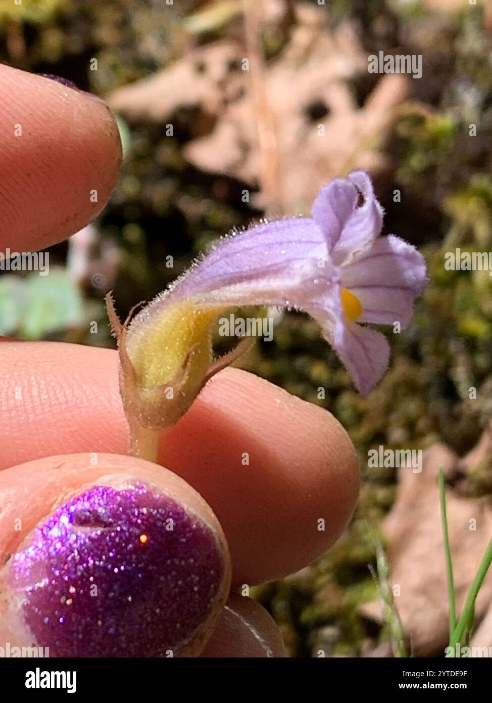 oneflower broomrape (Aphyllon purpureum Stock Photo - Alamy