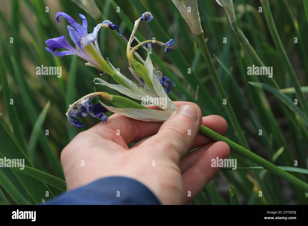western blue flag (Iris missouriensis Stock Photo - Alamy