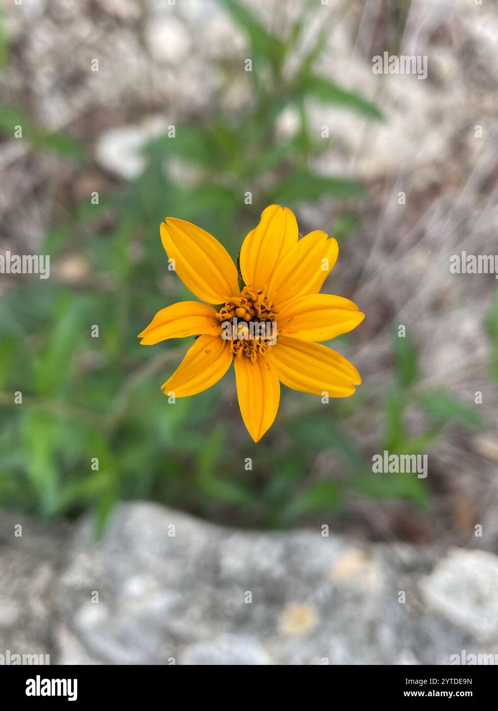 Texas creeping-oxeye (Wedelia hispida Stock Photo - Alamy