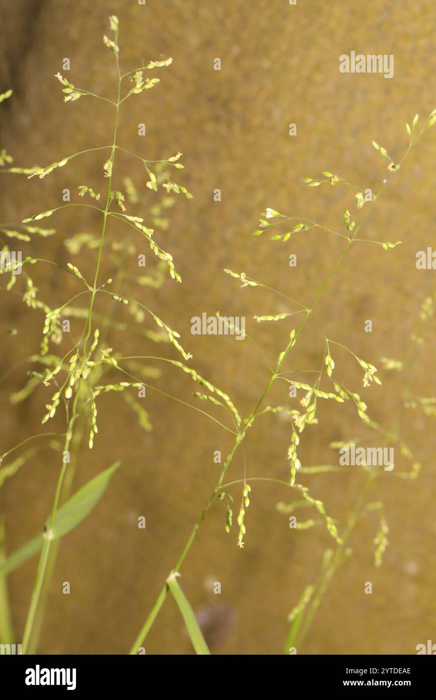 Wood Millet (Milium effusum Stock Photo - Alamy