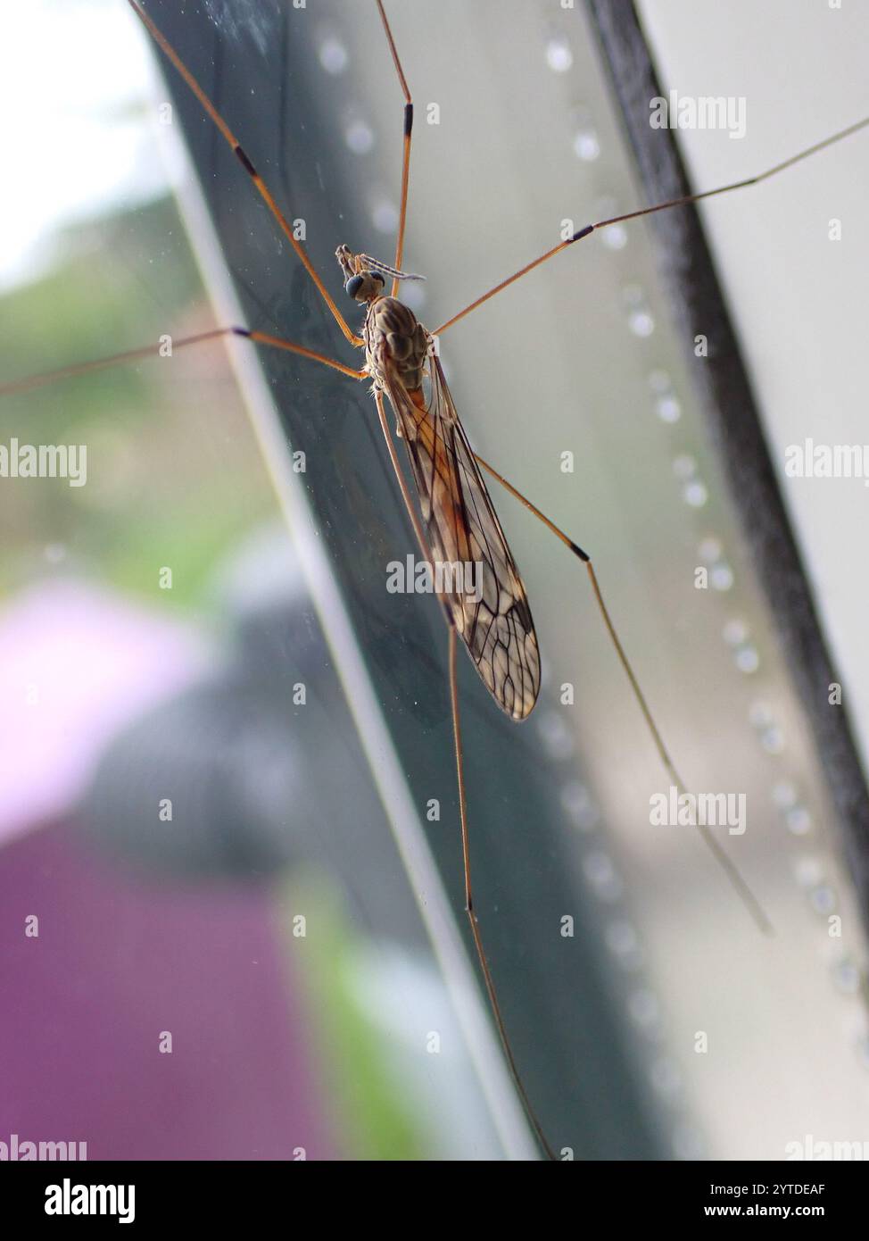 Tipula rufina hi-res stock photography and images - Alamy