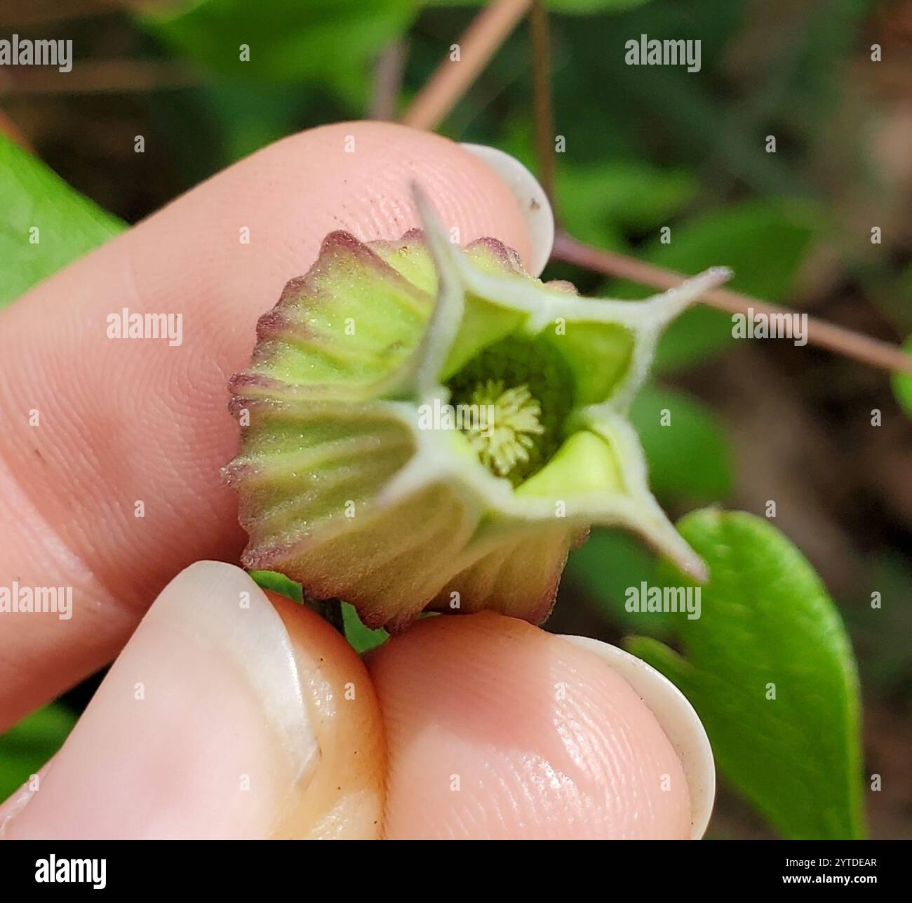 Netleaf Leather Flower (Clematis reticulata Stock Photo - Alamy