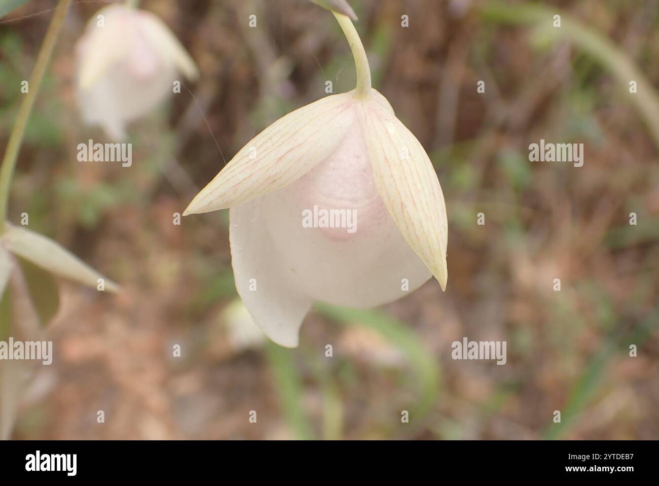 White Globe Lily (Calochortus albus Stock Photo - Alamy