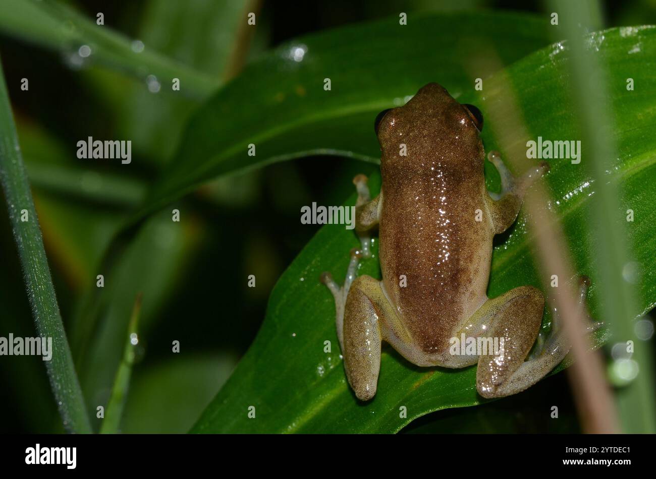 Yellow-spotted Reed Frog (Hyperolius stictus Stock Photo - Alamy
