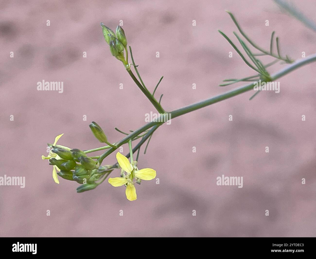 Tall Tumblemustard (Sisymbrium altissimum Stock Photo - Alamy